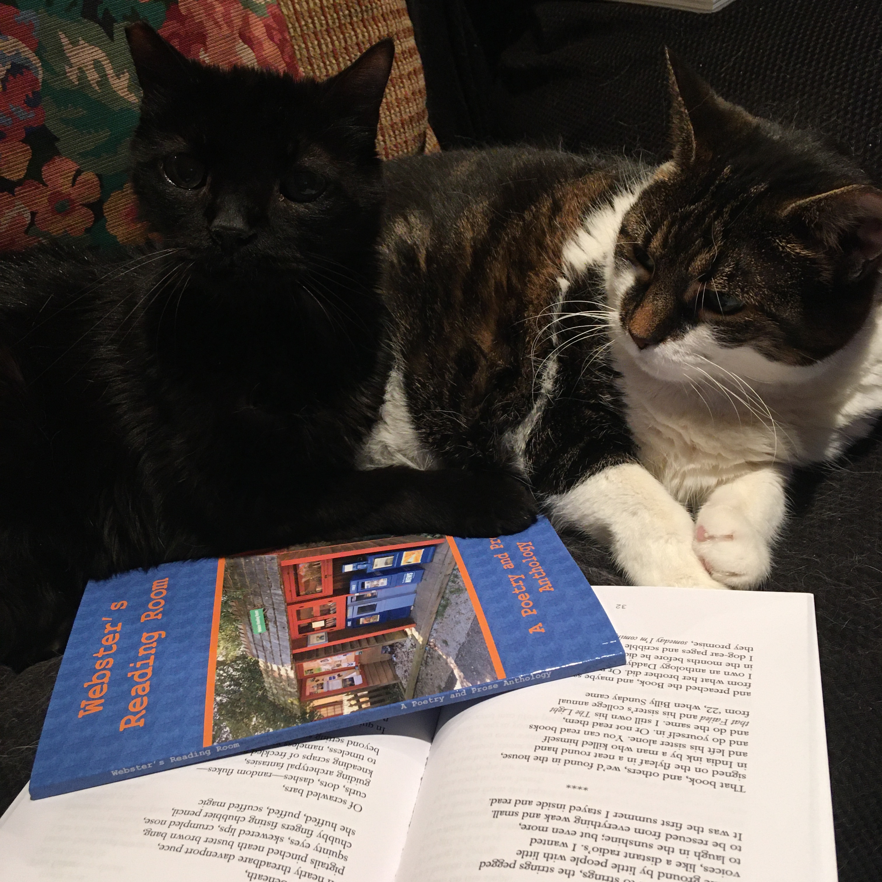 First Word – What the Cats Are Reading