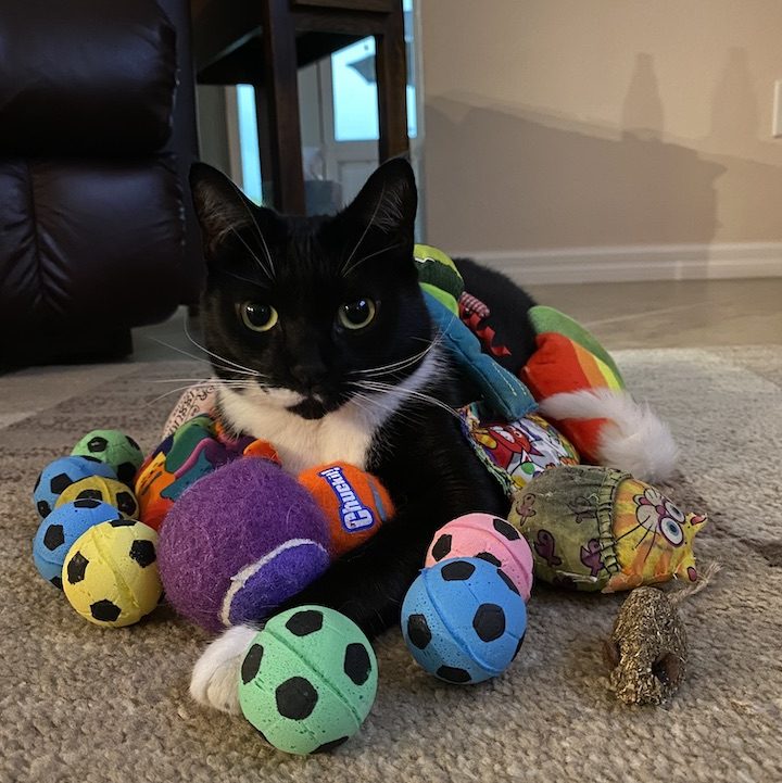 Pickleball, Kitty? – What the Cats Are Reading