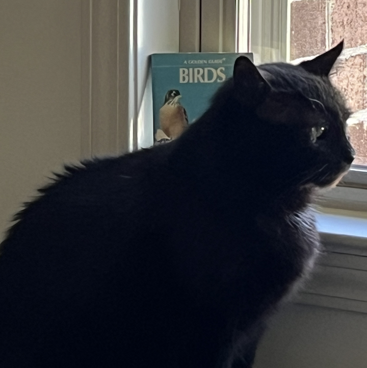 What the Ek? Prey-ing for Birds – What the Cats Are Reading