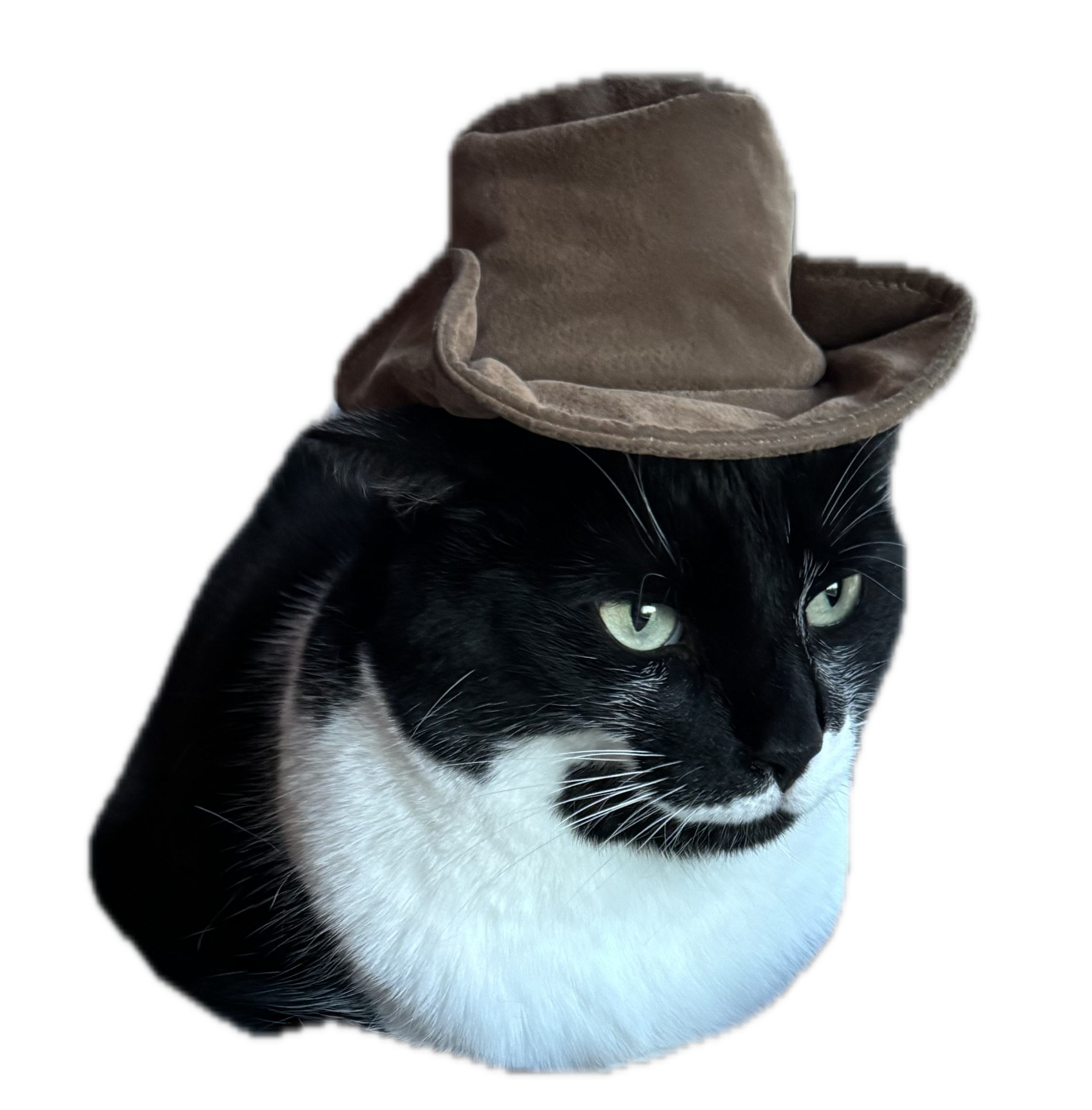 Saddle Up for Dust and Lust – What the Cats Are Reading